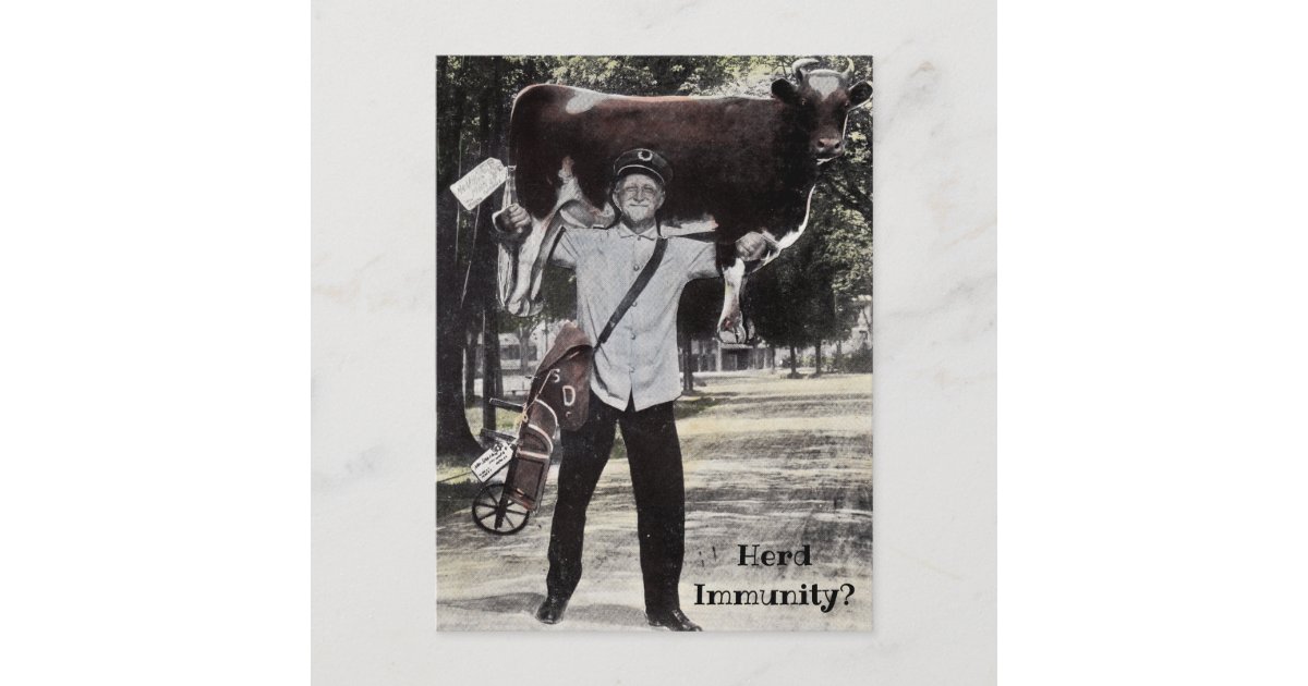 Antique style Herd Immunity cow delivery deliver Postcard | Zazzle