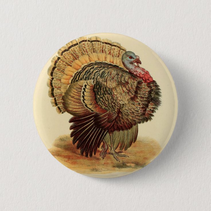 Antique Turkey illustration Thanksgiving Pinback Button | Zazzle