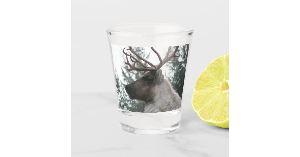 Antlered Caribou Photo Shot Glass | Zazzle.com