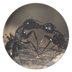 Ant Plates | Zazzle