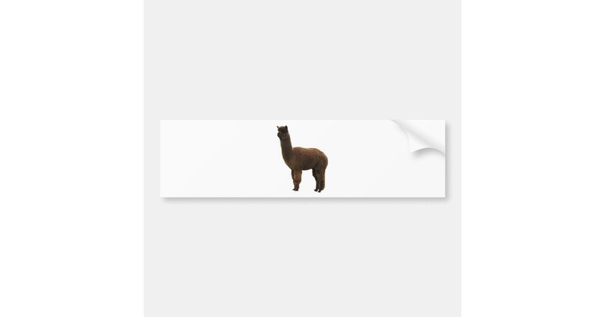 Apaca stud bumper sticker | Zazzle