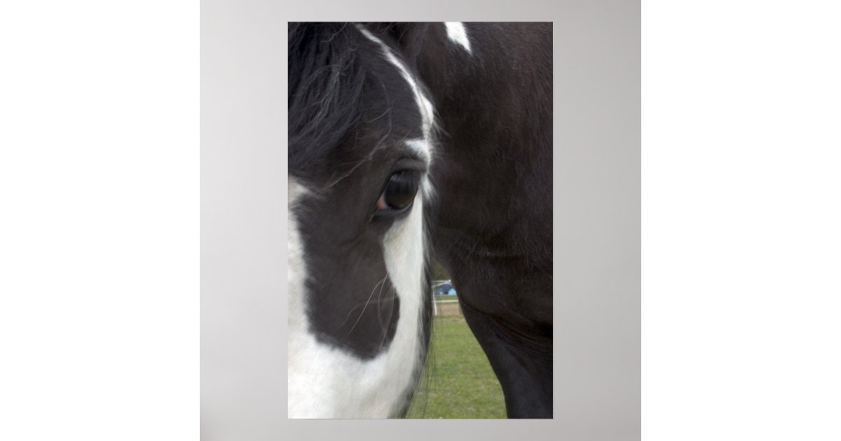 Apache Gypsy Vanner Cob Poster | Zazzle