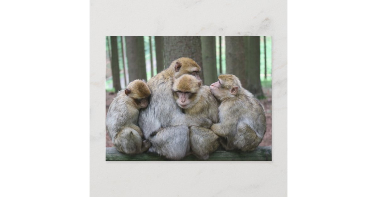 Ape Group Hug Postcard | Zazzle