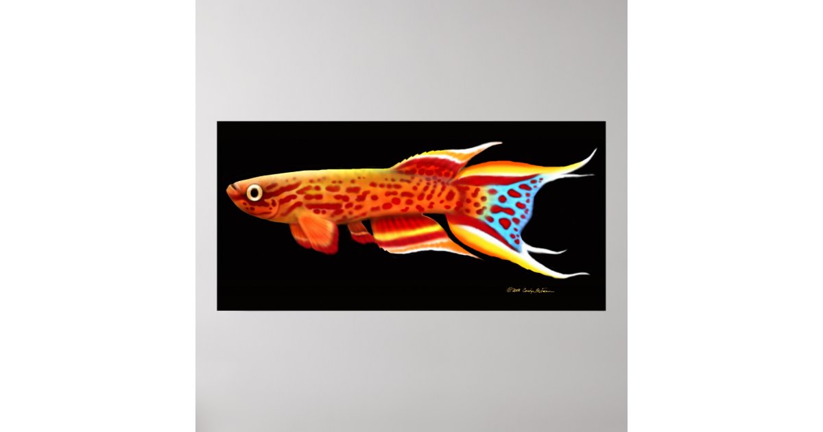 Aphyosemion Australe Killifish Poster | Zazzle