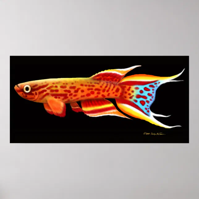 Aphyosemion Australe Killifish Poster | Zazzle