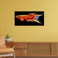 Aphyosemion Australe Killifish Poster | Zazzle