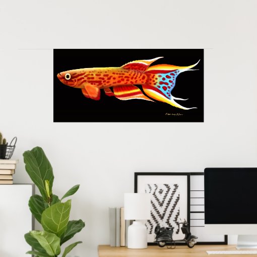 Aphyosemion Australe Killifish Poster | Zazzle