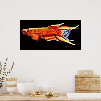 Aphyosemion Australe Killifish Poster | Zazzle