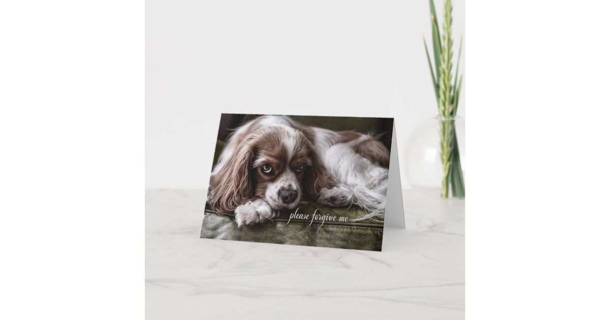 Apology I'm Sorry Sad Looking Cocker Spaniel Dog Card | Zazzle