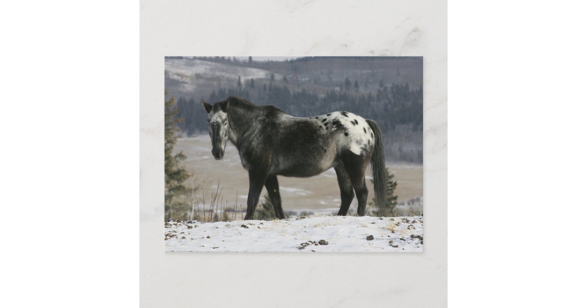 Appaloosa Horse in the Snow Postcard | Zazzle