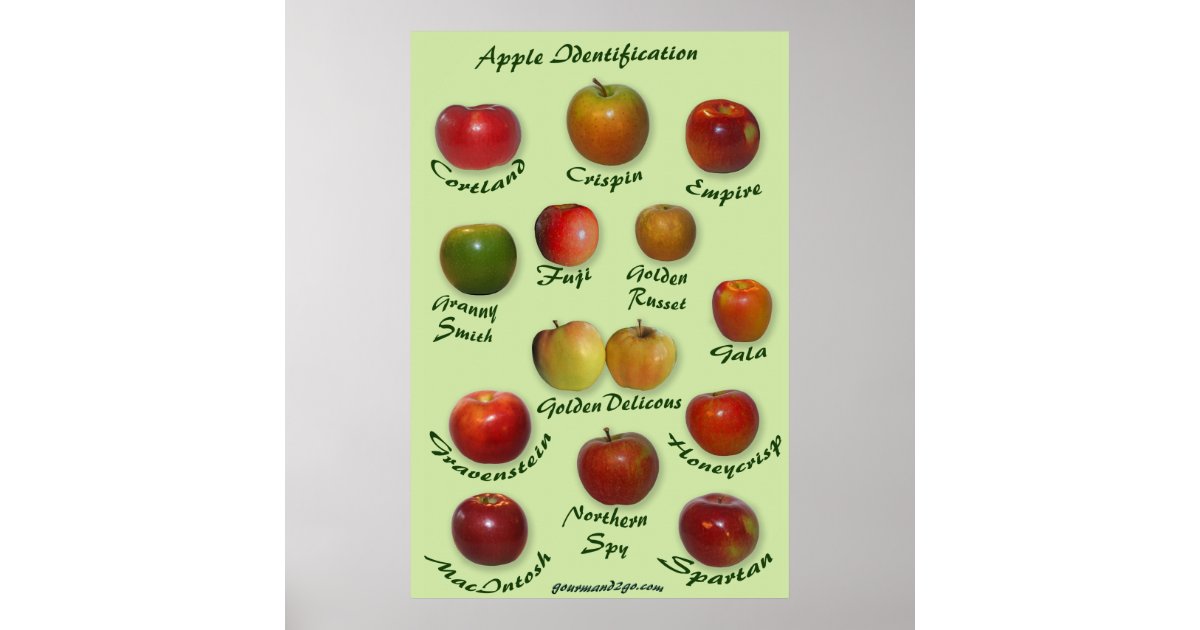 Apple Identification Poster | Zazzle