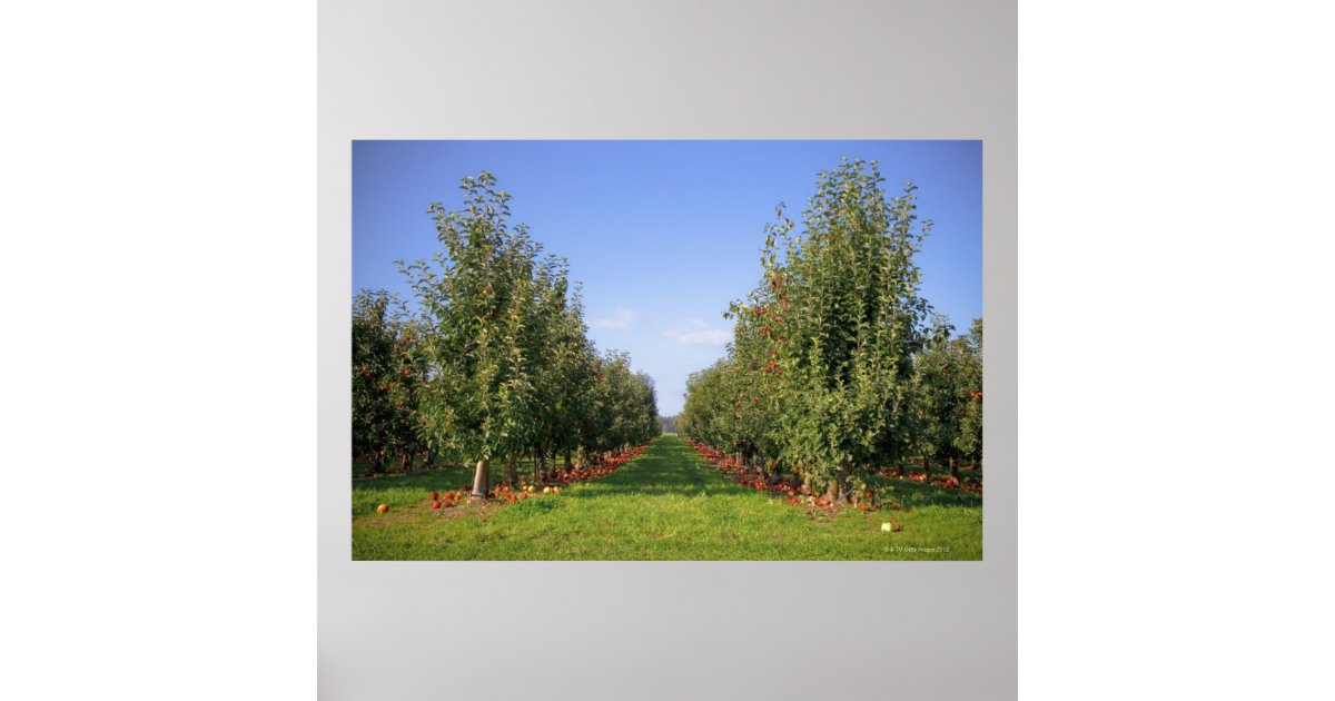 Apple Orchard Poster | Zazzle