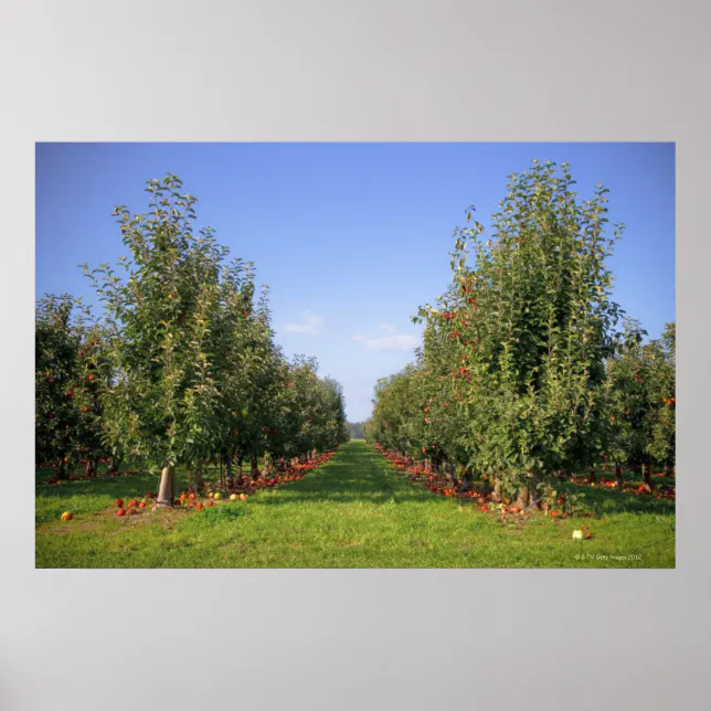 Apple Orchard Poster | Zazzle