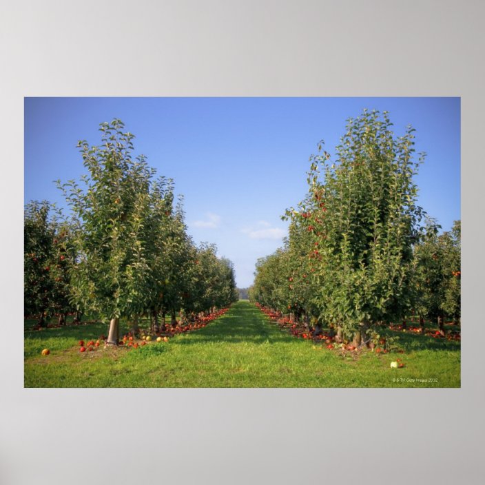 Apple Orchard Poster | Zazzle.com
