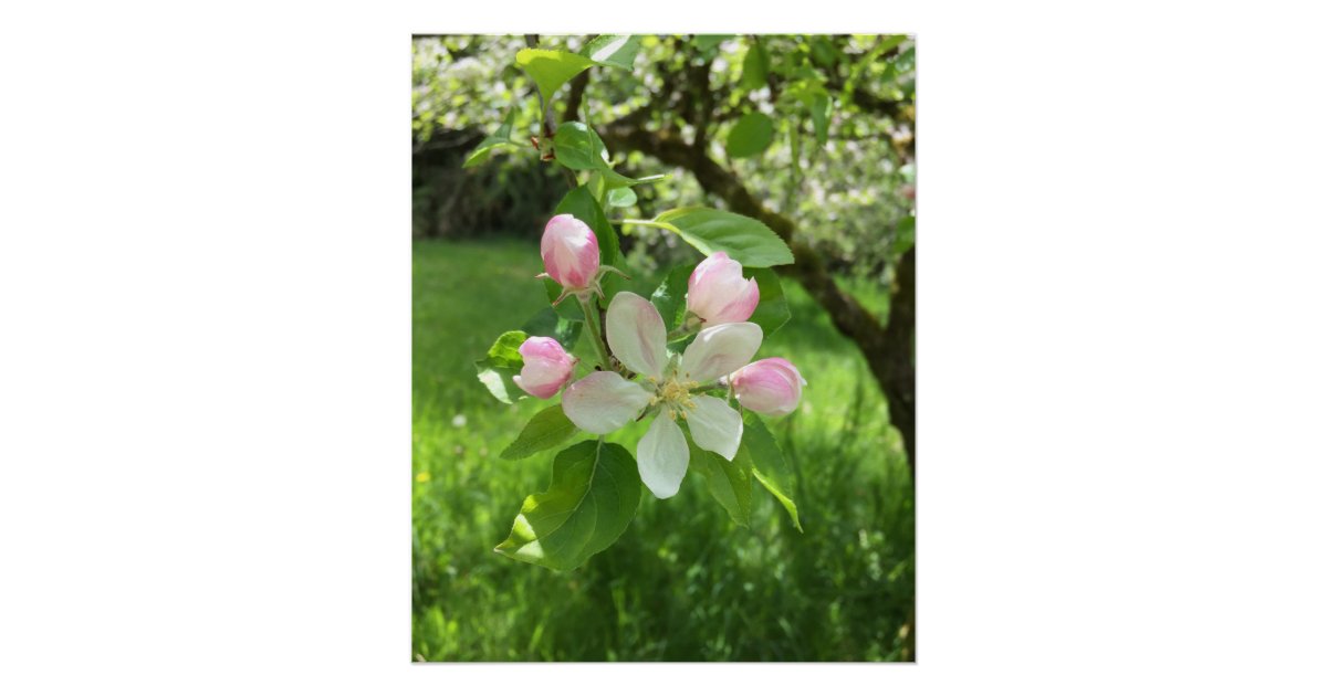 Apple Tree Poster | Zazzle