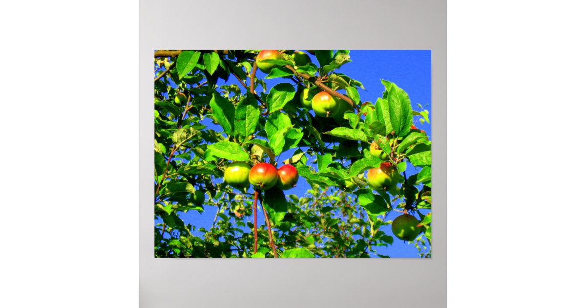 Apple tree poster | Zazzle