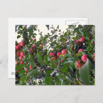 Apples on Apple Tree Postcard | Zazzle