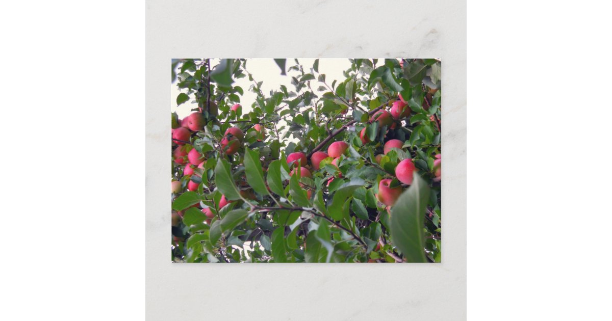 Apples on Apple Tree Postcard | Zazzle