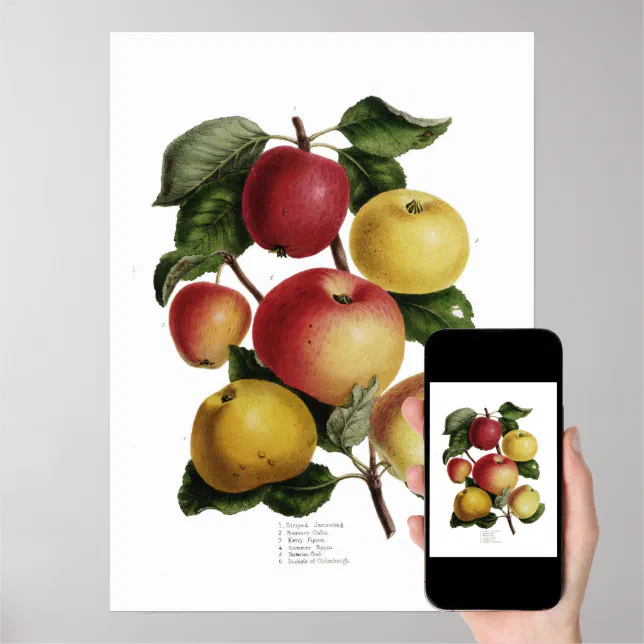 Apples Poster | Zazzle