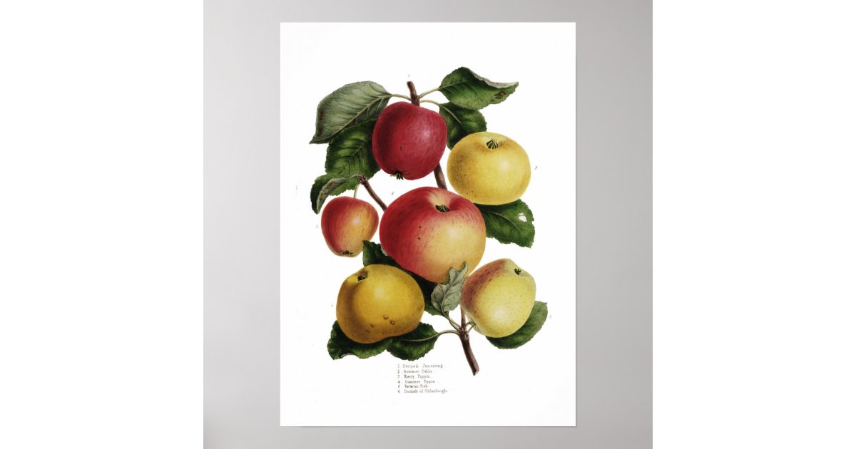 Apples Poster | Zazzle
