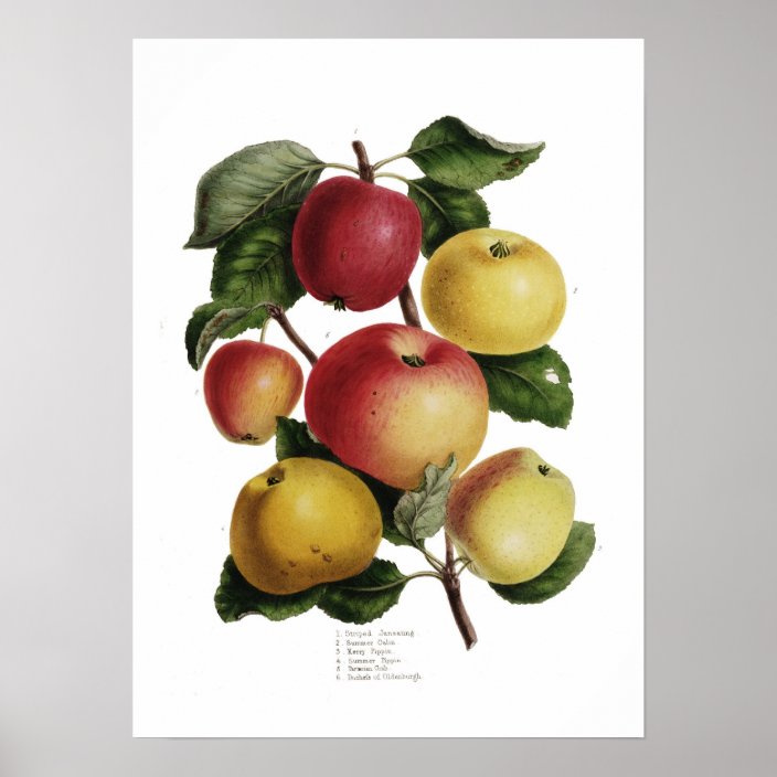 Apples Poster | Zazzle