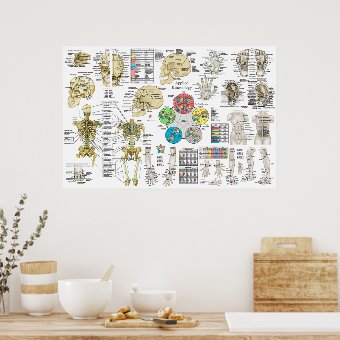 Applied Kinesiology Chiropractic Osteopath Poster | Zazzle