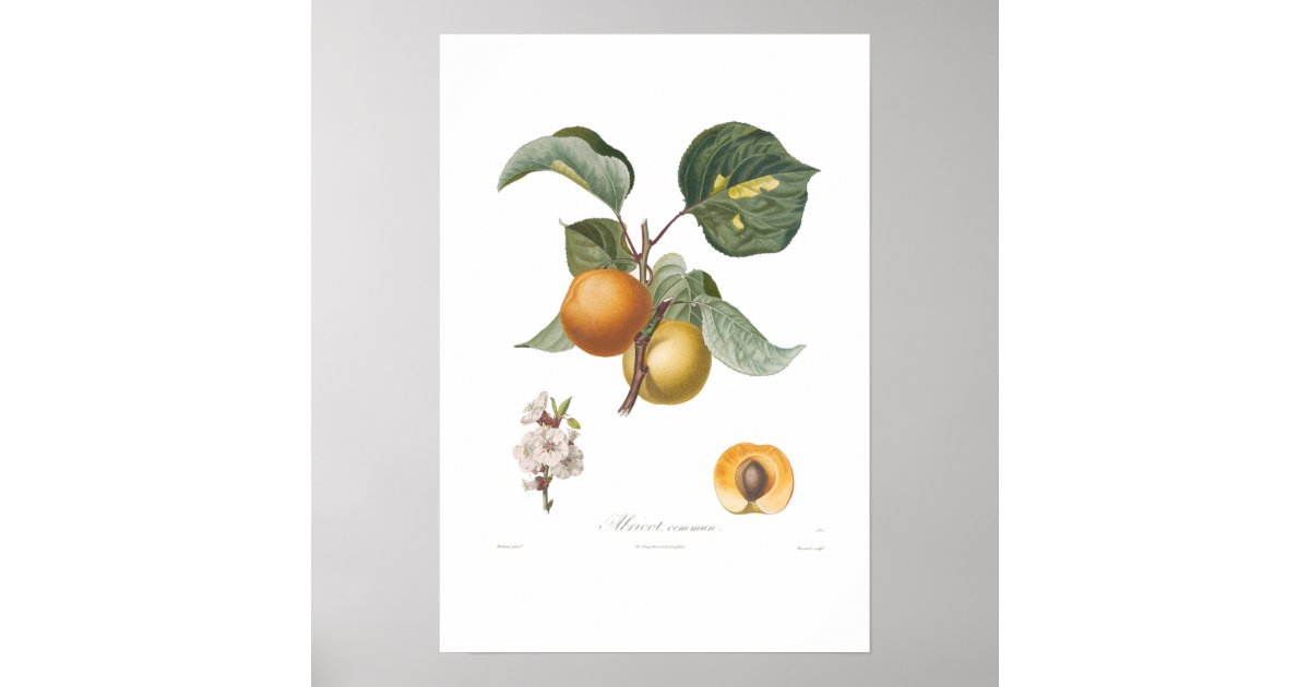 Apricot-Common apricot Poster | Zazzle