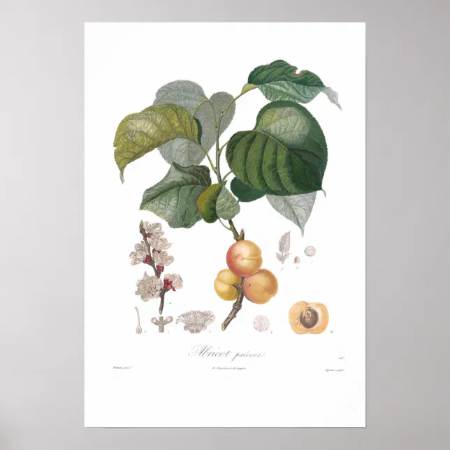 Apricot, Early apricot Poster | Zazzle
