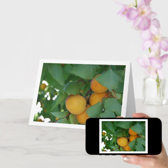 Apricot Fruit on Tree Card | Zazzle