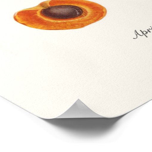 Apricot Poster | Zazzle