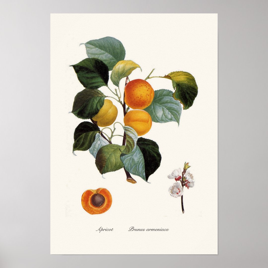 Apricot Poster | Zazzle