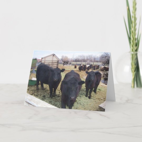 April Cattle Thank You Card | Zazzle.com