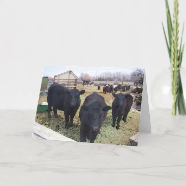April Cattle Thank You Card | Zazzle