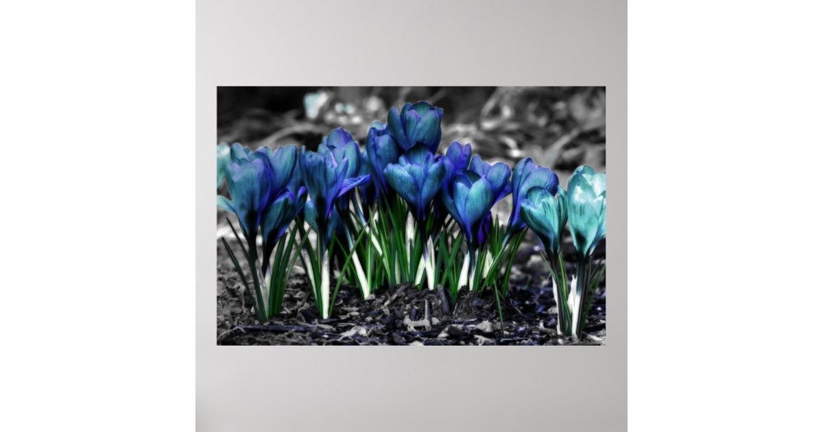 Aqua Blue Crocus Blooms Poster | Zazzle
