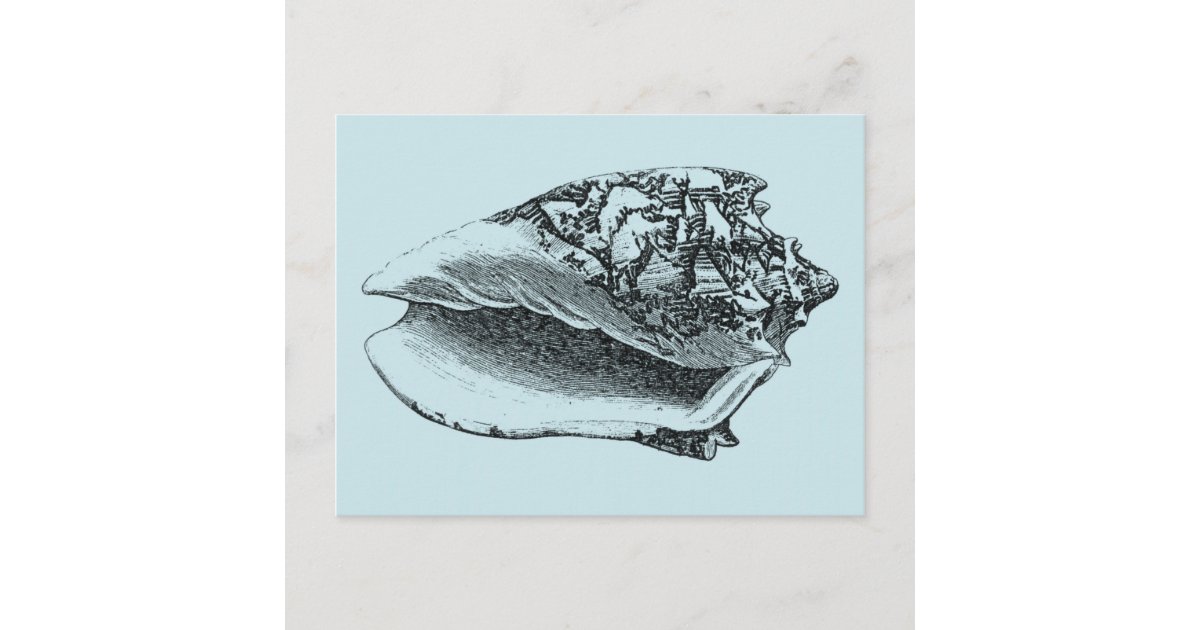 Aqua Conch Shell Postcard | Zazzle