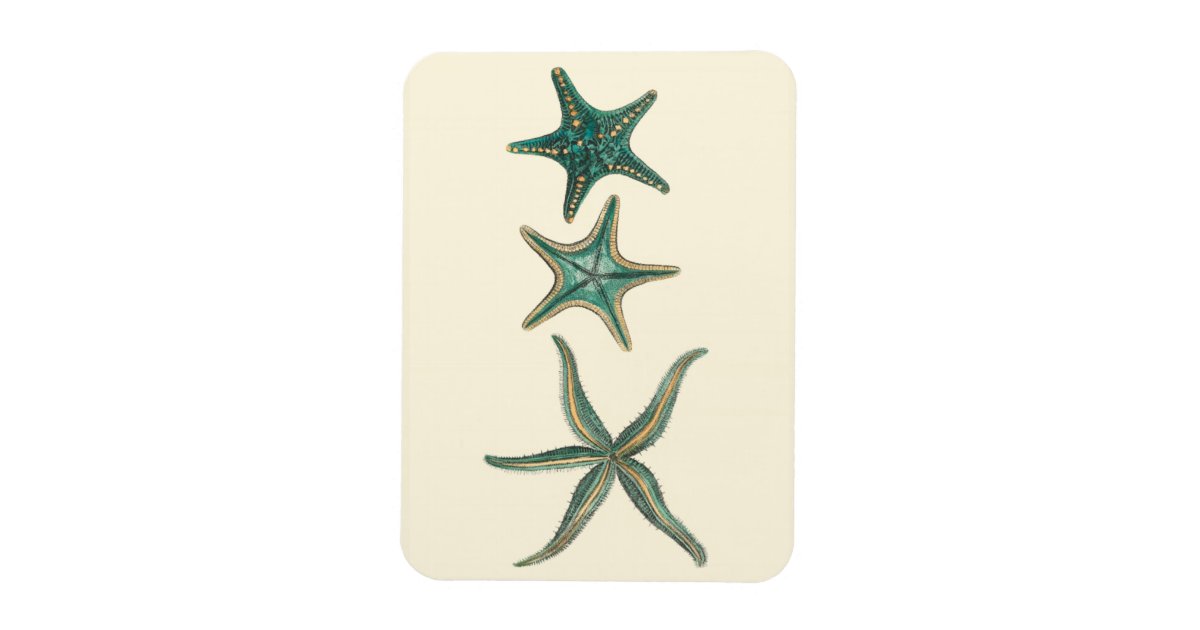 Aquamarine Triple Starfish Magnet | Zazzle