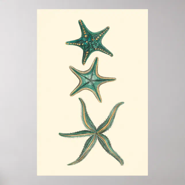 Aquamarine Triple Starfish Poster | Zazzle