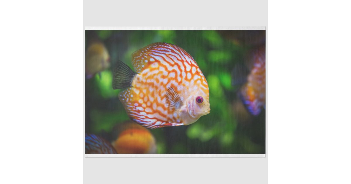 aquarium discus fish tissue paper | Zazzle