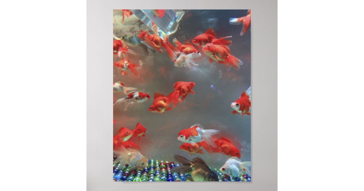 Aquarium Marble Fish Poster | Zazzle