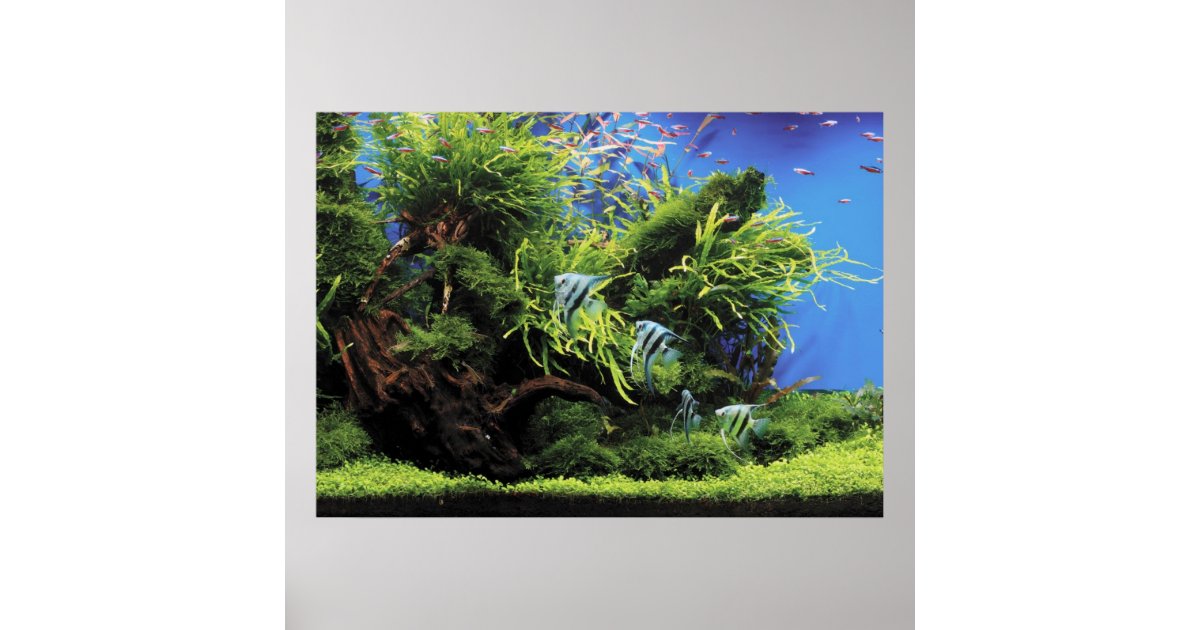 Aquarium of Freshwater Angelfish Poster | Zazzle