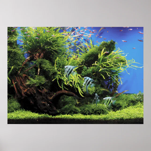 Aquarium of Freshwater Angelfish Poster | Zazzle