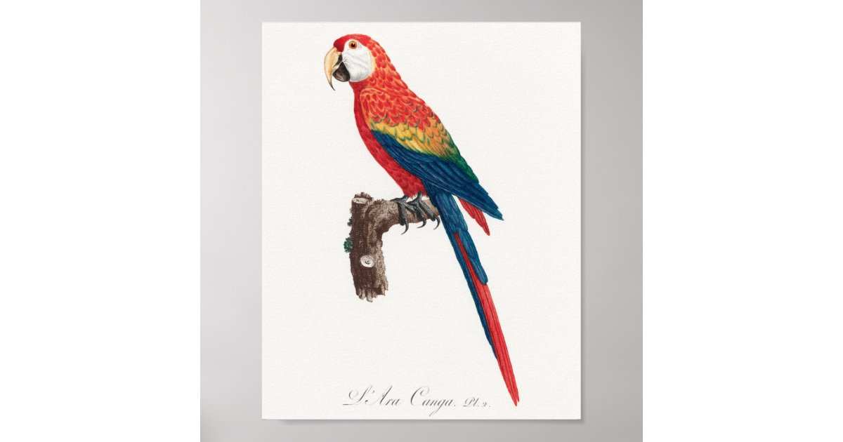Ara Canga Parrot Poster | Zazzle