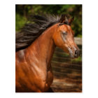 The Arabian Postcard | Zazzle.com