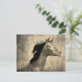 Arabian Horse Postcard | Zazzle