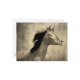 Arabian Horse Postcard | Zazzle