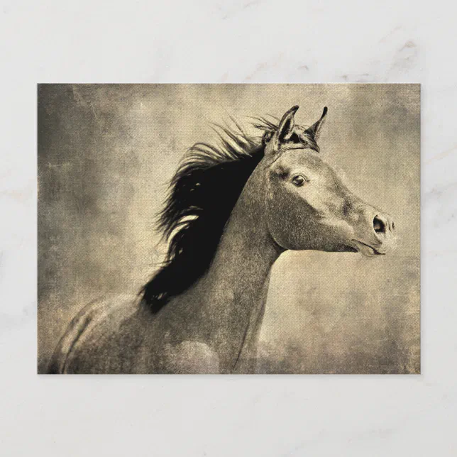 Arabian Horse Postcard | Zazzle