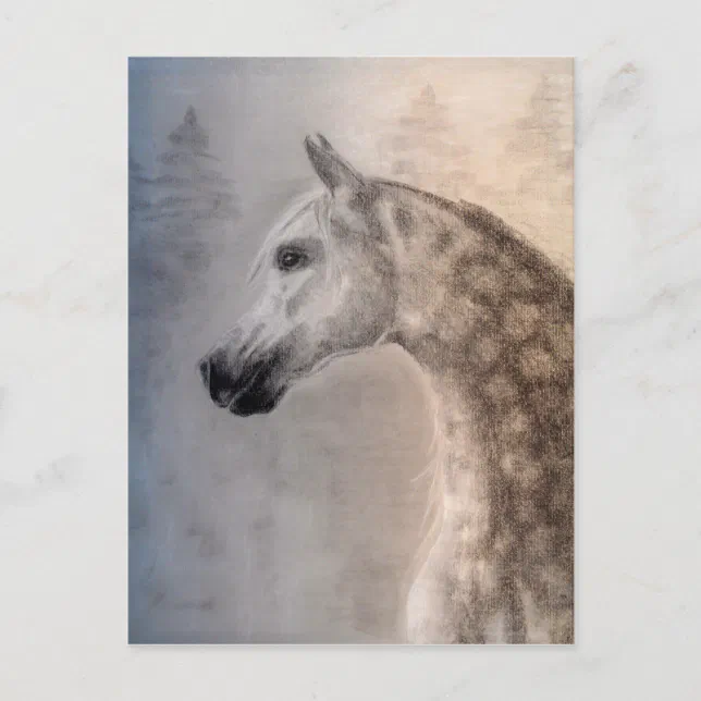 Arabian Horse Postcard | Zazzle