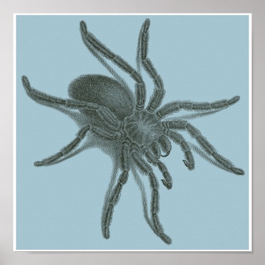 Aranea Avicularia, Black Cuban Spider Poster | Zazzle.com