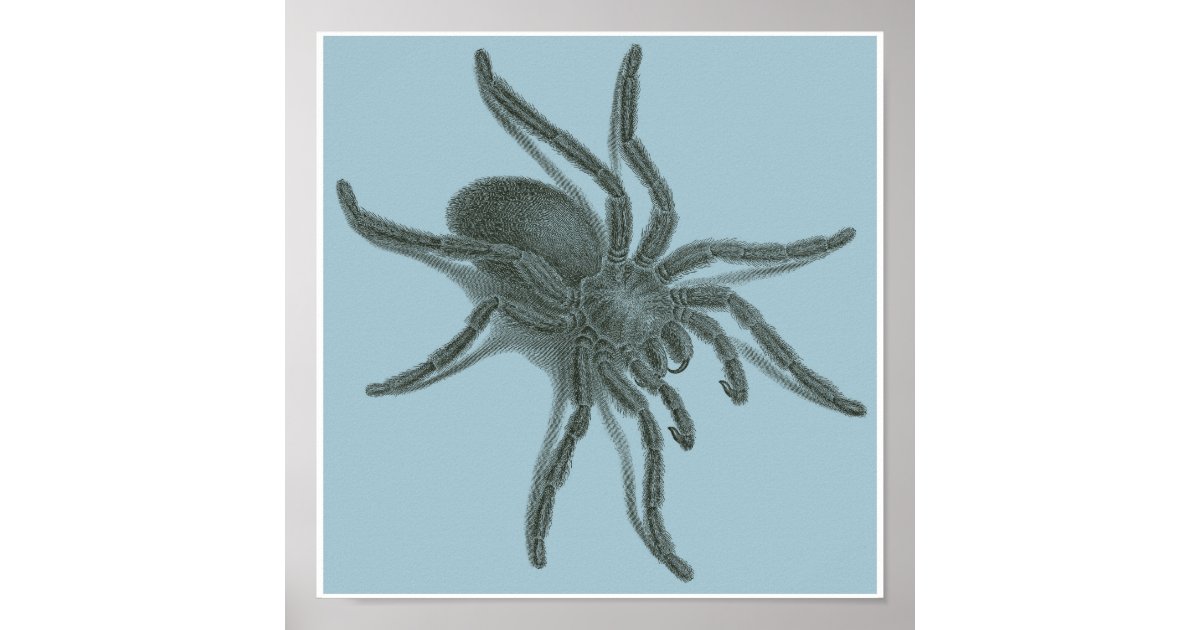 Aranea Avicularia, Black Cuban Spider Poster | Zazzle