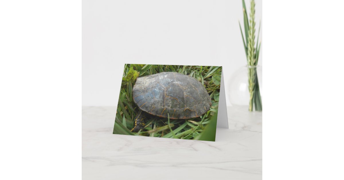 "Arboretum Painted Turtle" Get Well Card | Zazzle